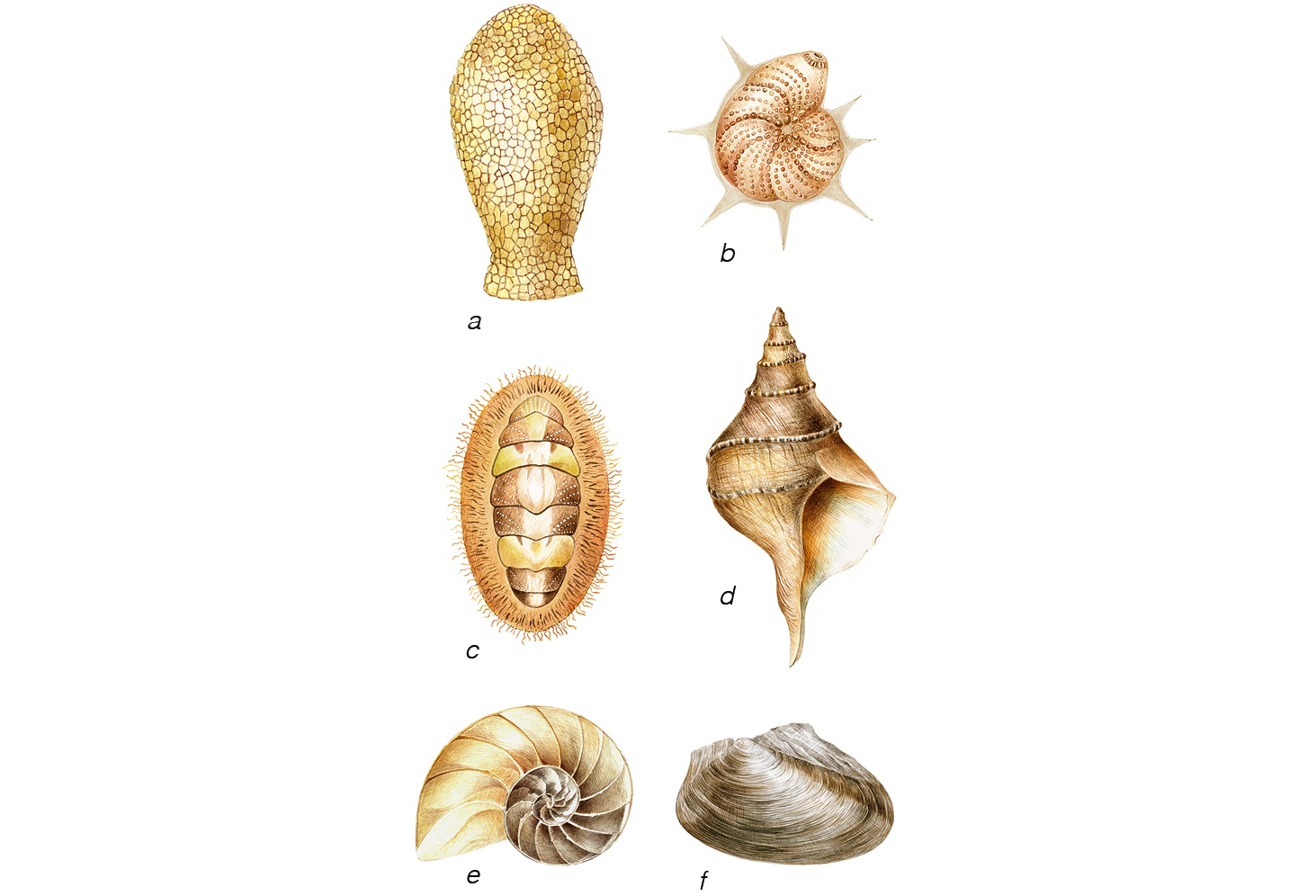 kriauklė - Visuotinė lietuvių enciklopedija
