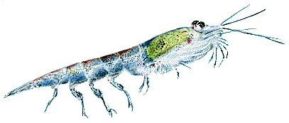 krilis - Visuotinė lietuvių enciklopedija