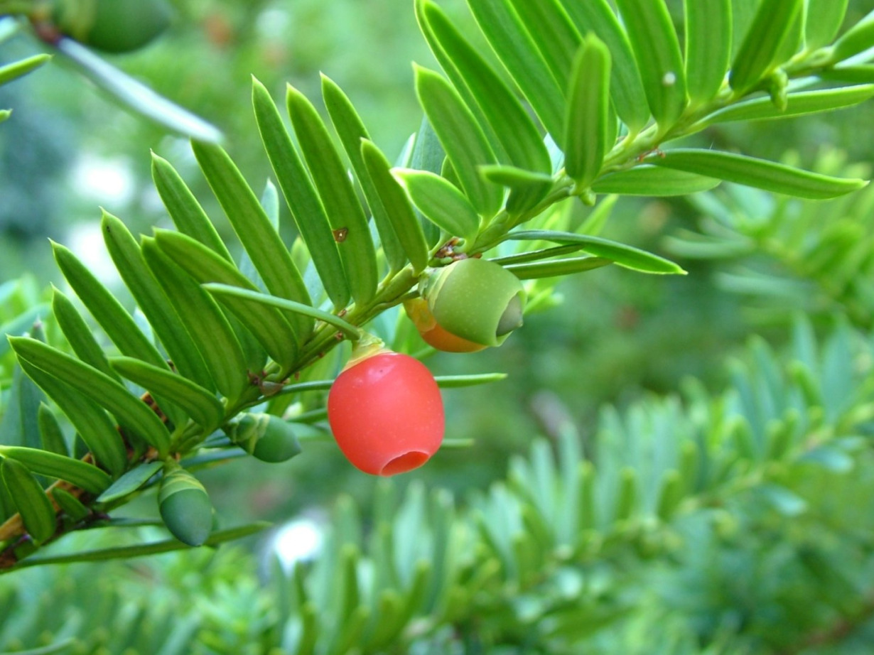 kukmedis - Visuotinė lietuvių enciklopedija