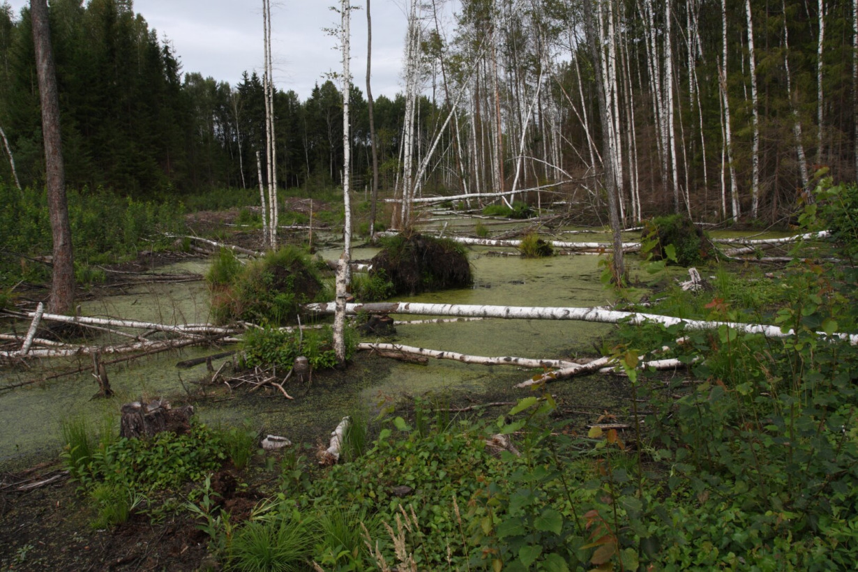 kūmutės - Visuotinė lietuvių enciklopedija