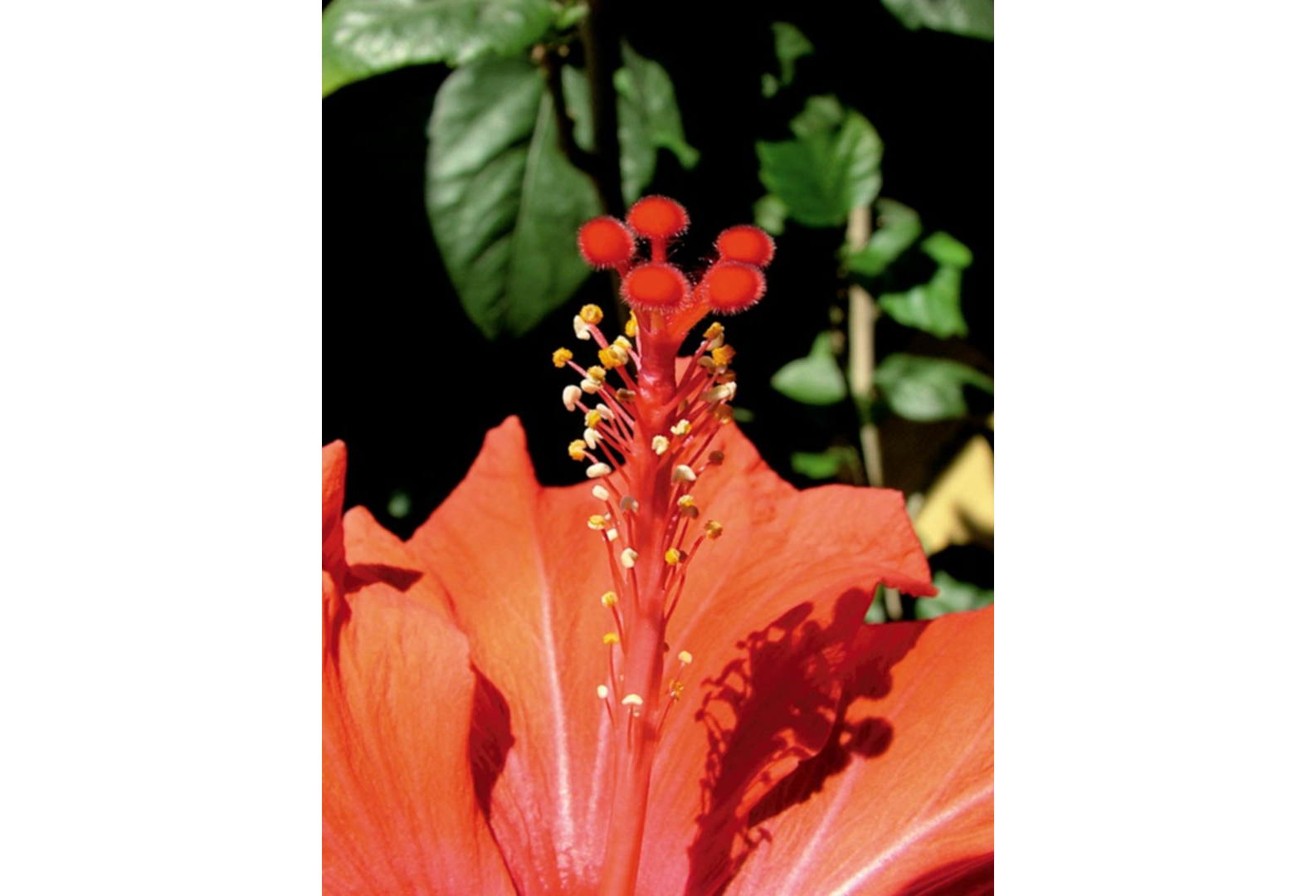 kuokelis - Visuotinė lietuvių enciklopedija