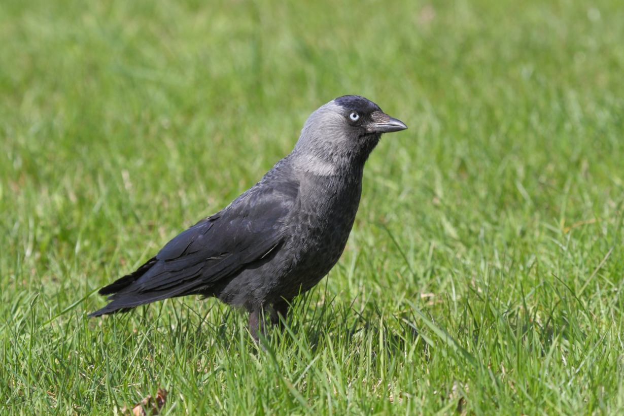 kuosa - Visuotinė lietuvių enciklopedija