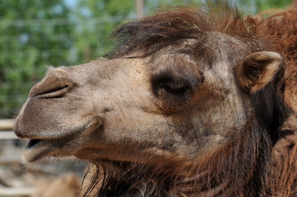 kupranugariniai - Visuotinė lietuvių enciklopedija