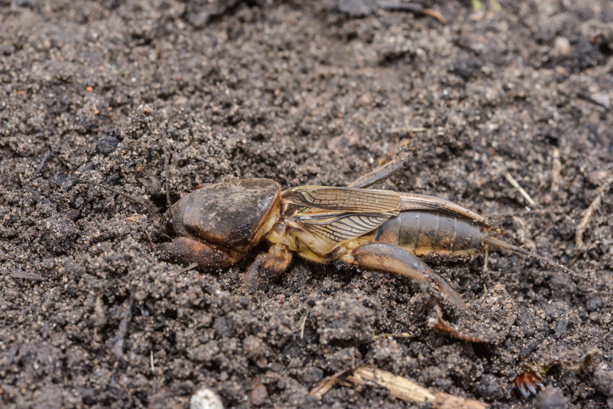 kurkliai - Visuotinė lietuvių enciklopedija