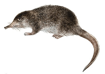 kurmėnas - Visuotinė lietuvių enciklopedija