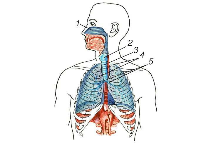 kvėpavimo organai - Visuotinė lietuvių enciklopedija