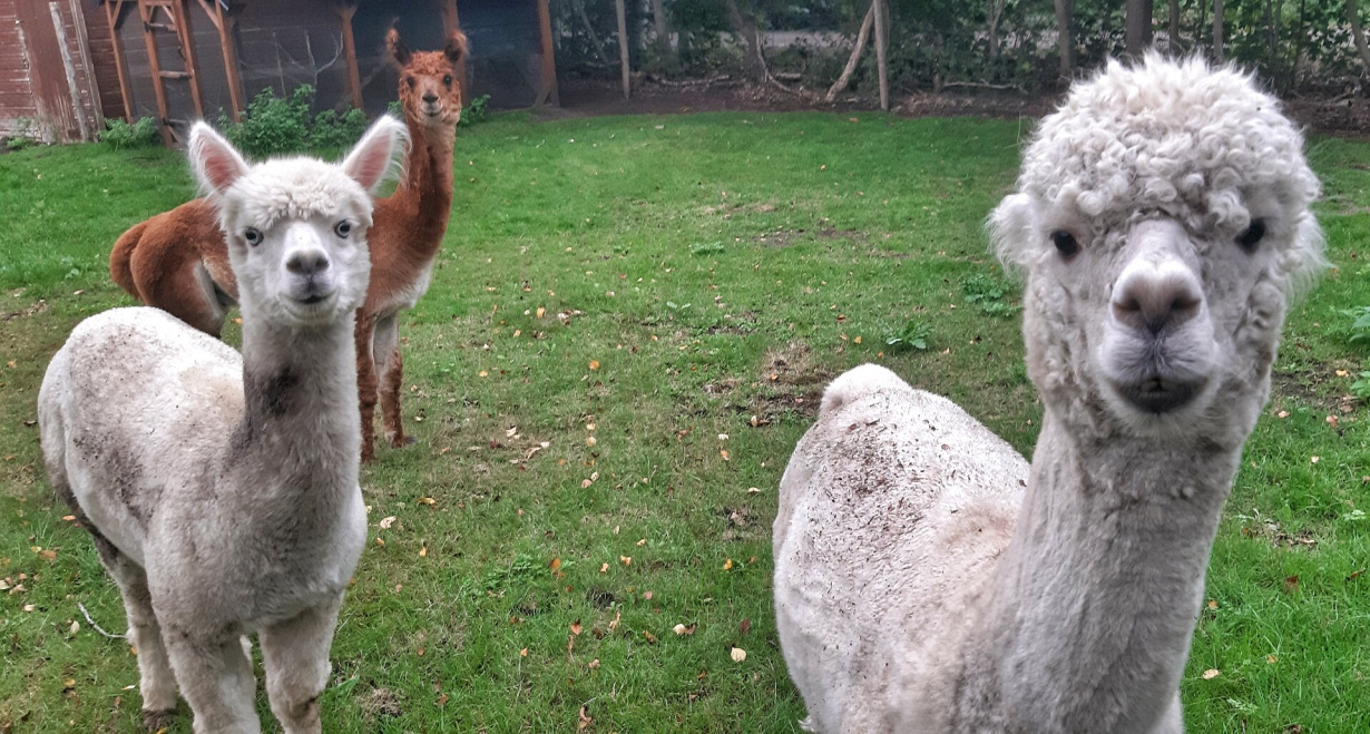 lama - Visuotinė lietuvių enciklopedija