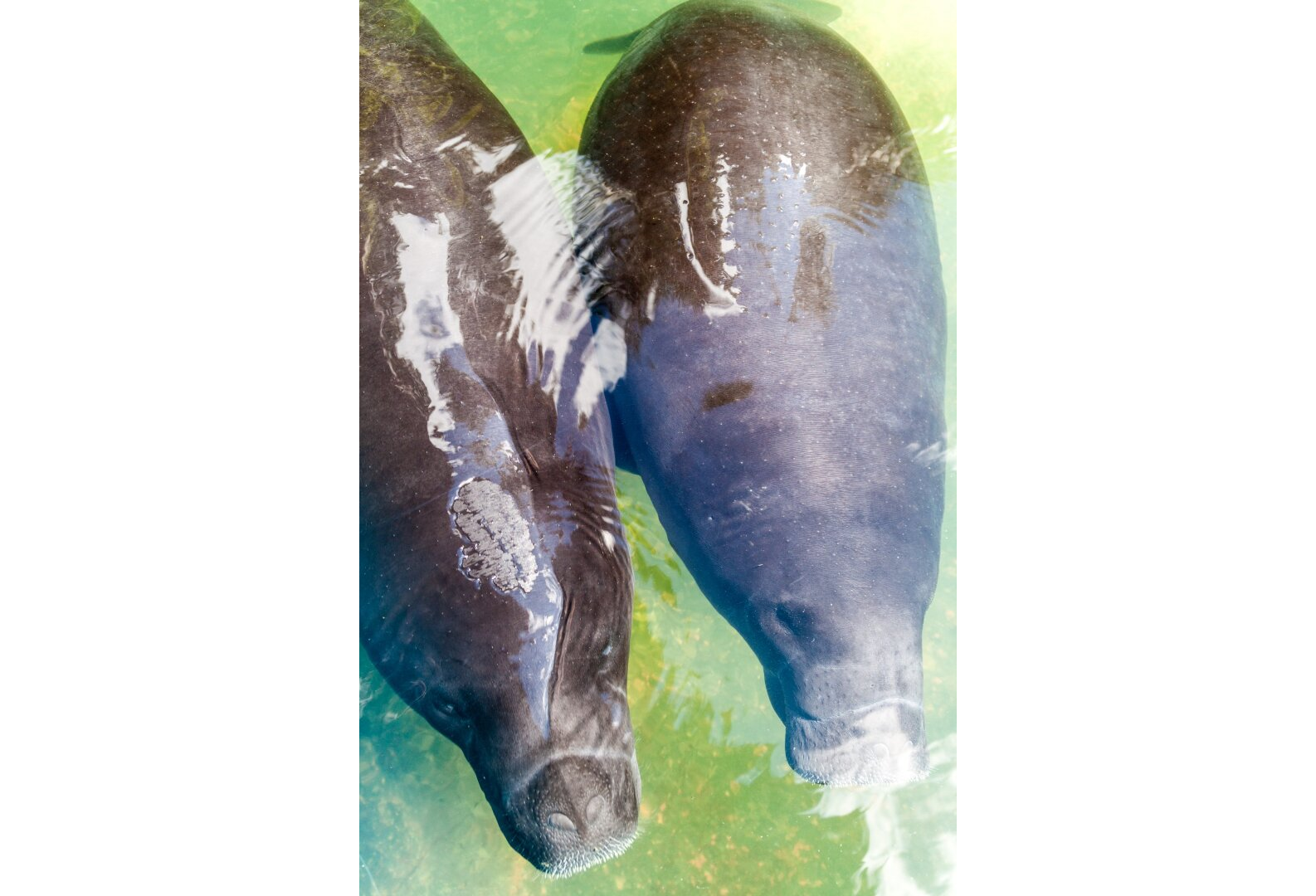 lamantinai - Visuotinė lietuvių enciklopedija