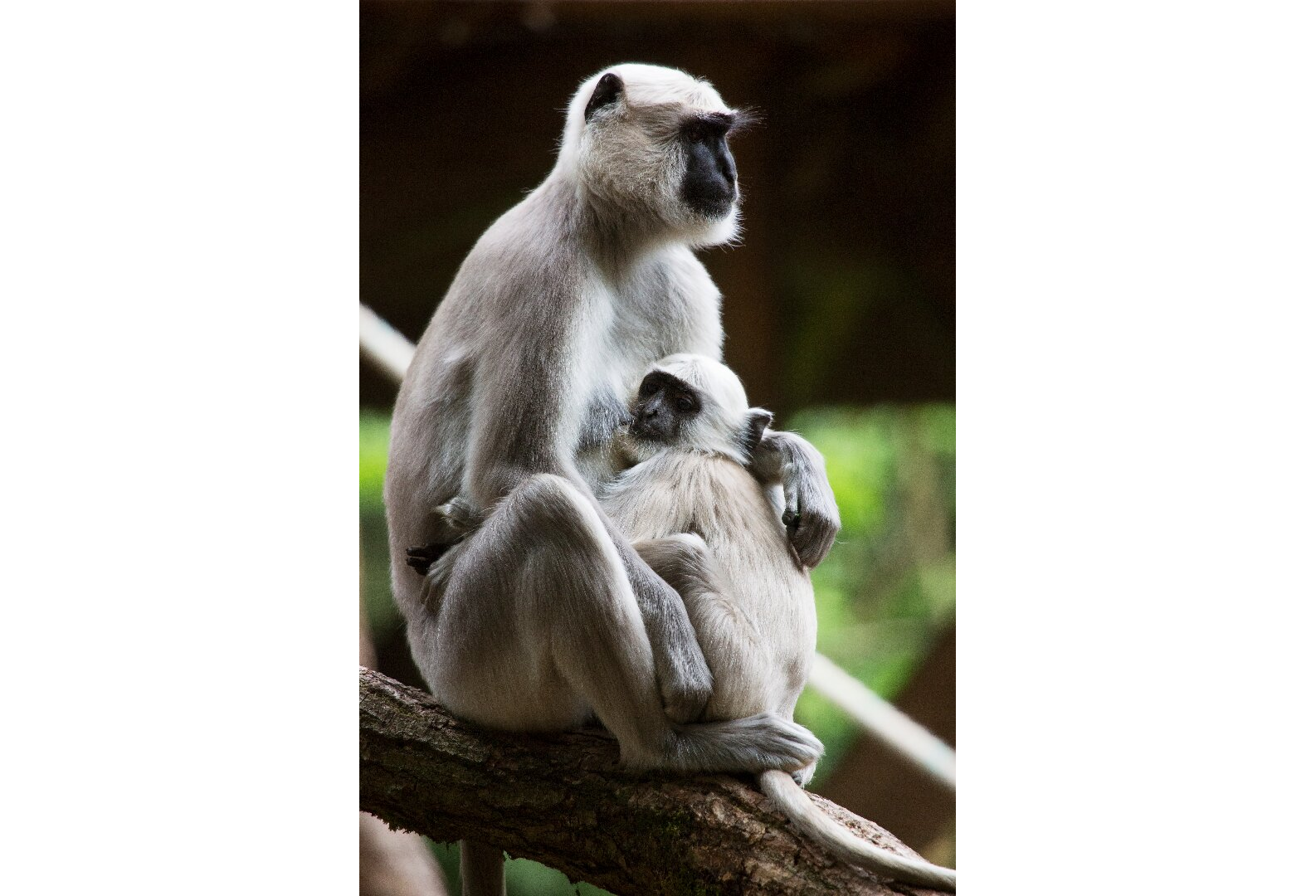 langūrai - Visuotinė lietuvių enciklopedija