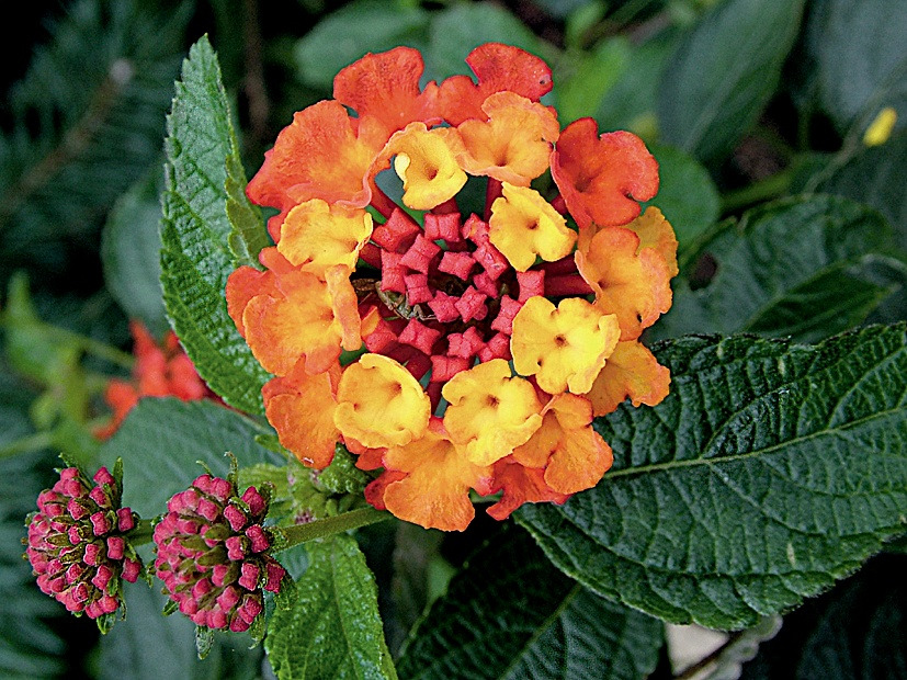 lantana - Visuotinė lietuvių enciklopedija