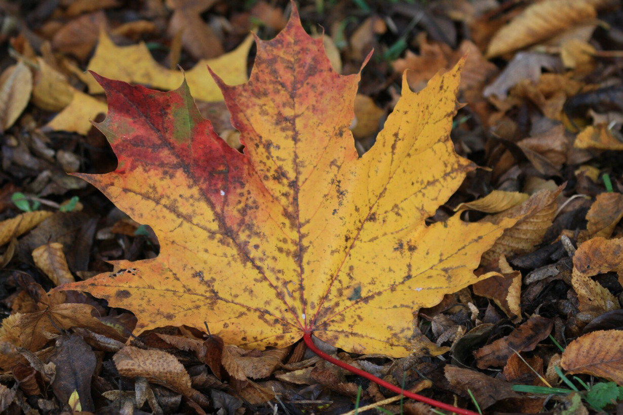lapas - Visuotinė lietuvių enciklopedija