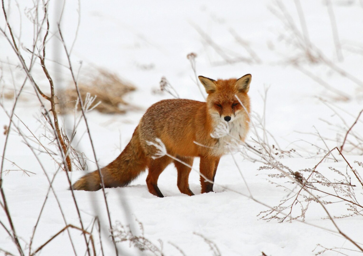 lapės - Visuotinė lietuvių enciklopedija