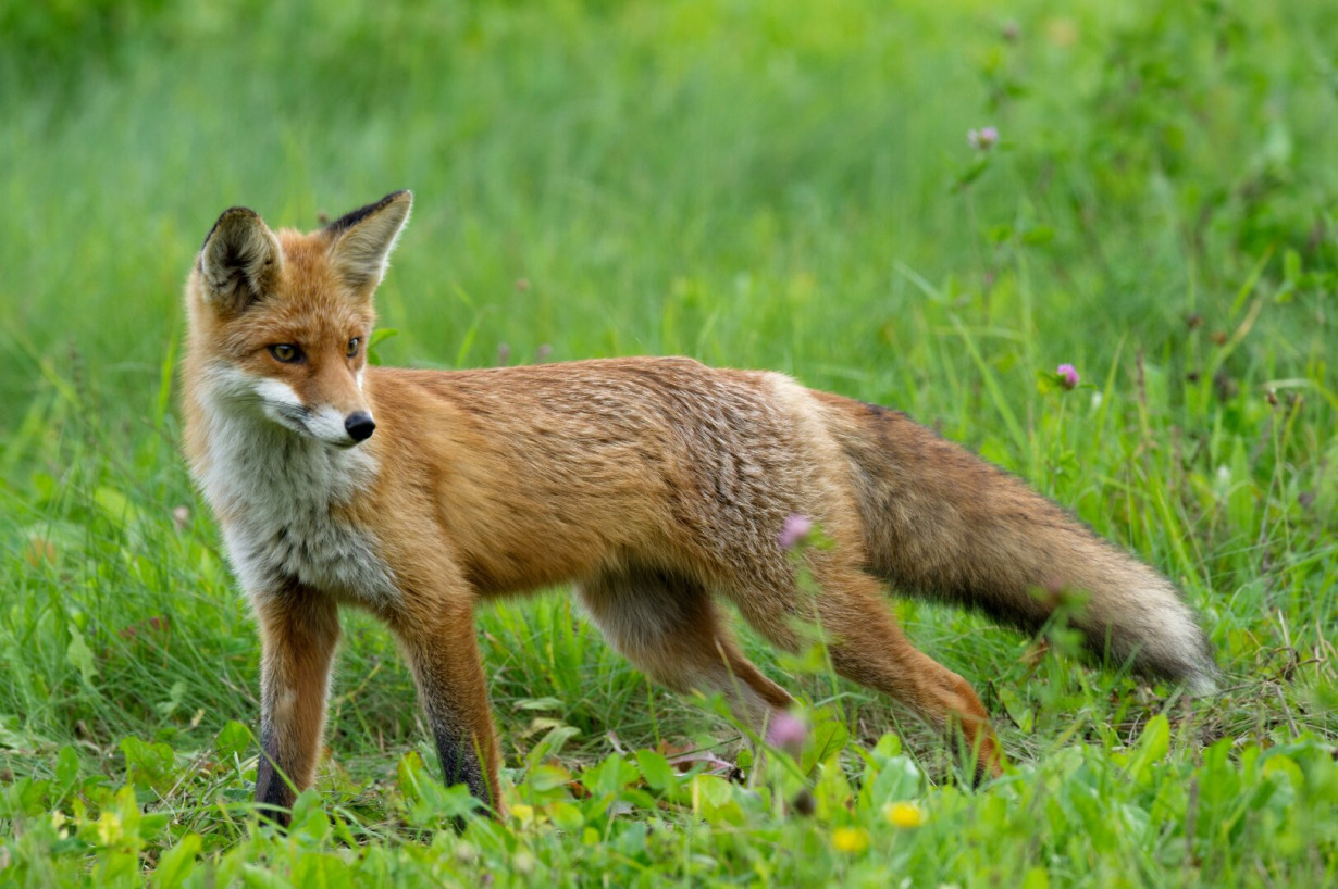 lapės - Visuotinė lietuvių enciklopedija