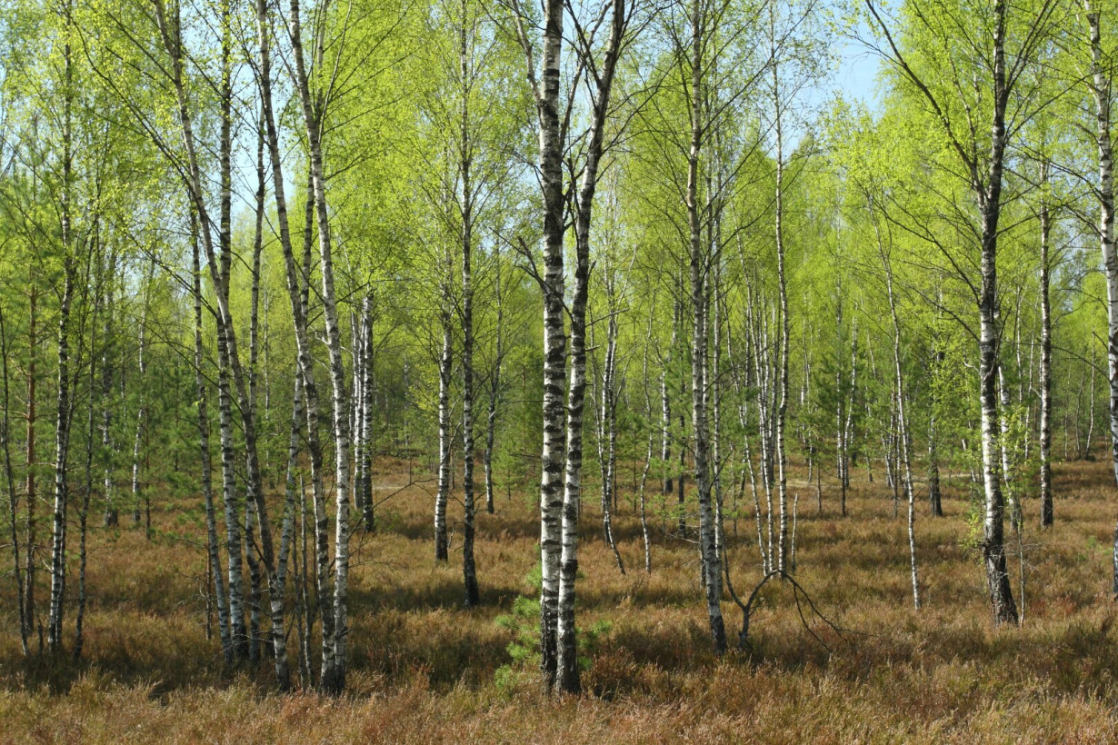 lapuočių miškai - Visuotinė lietuvių enciklopedija