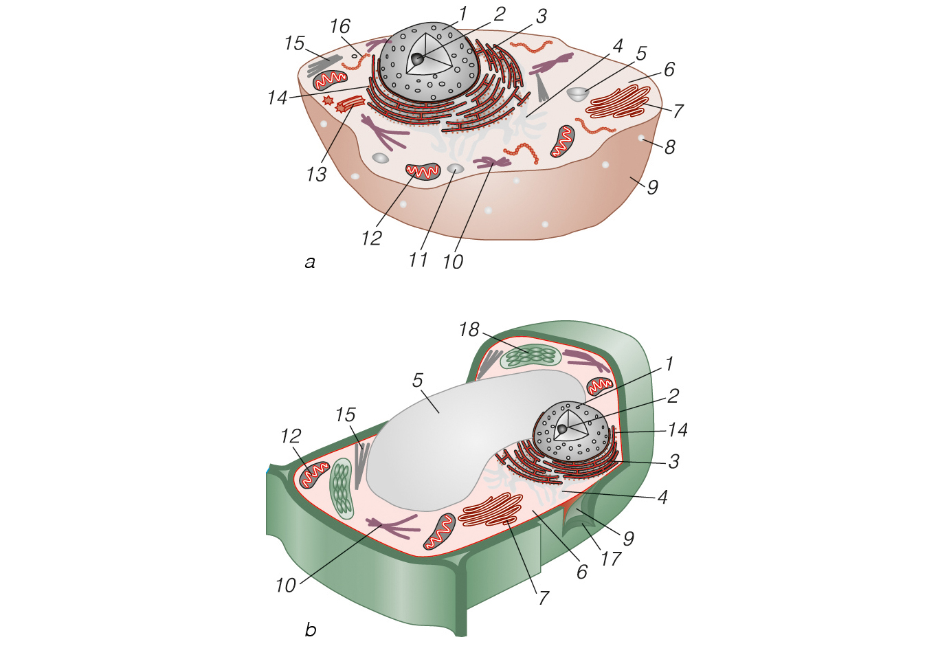ląstelė - Visuotinė lietuvių enciklopedija