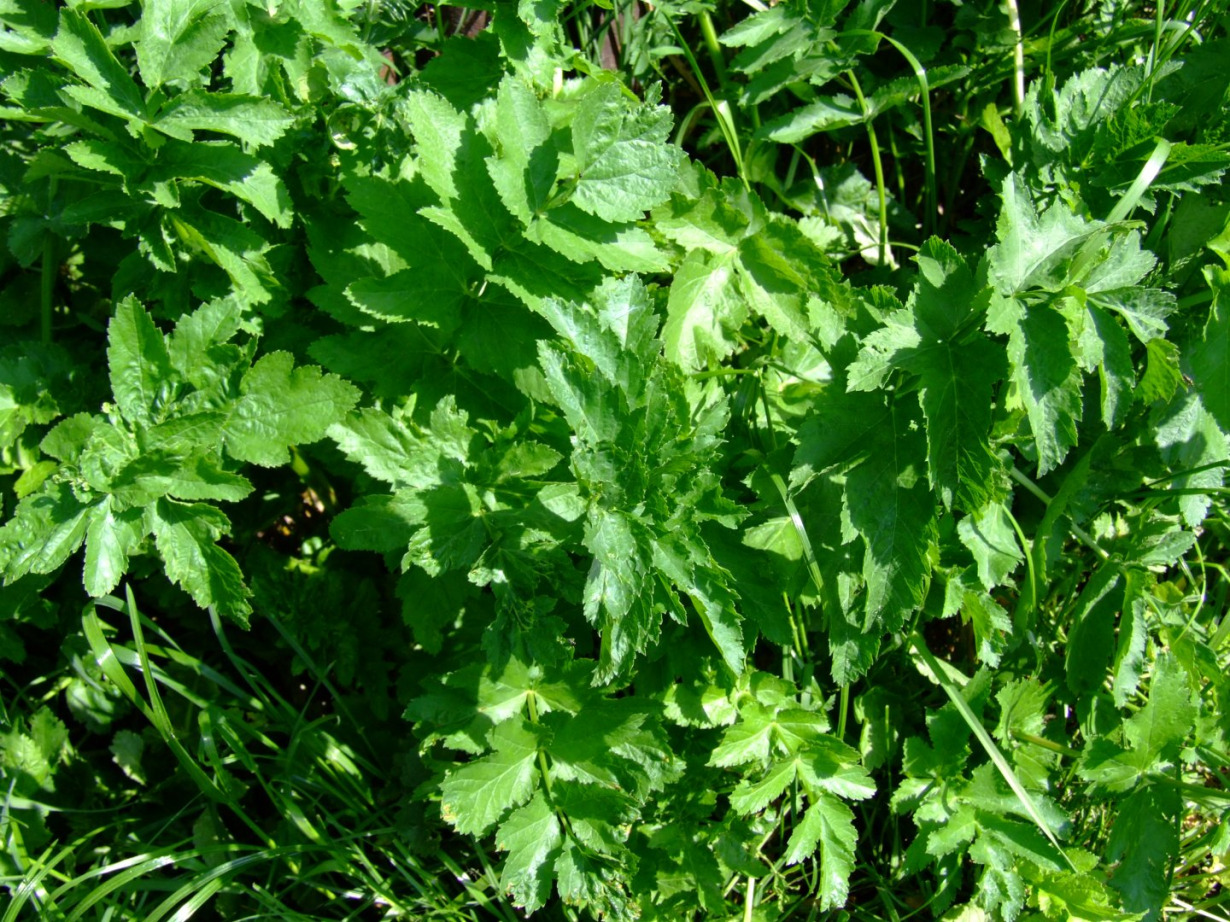 pastarnokai - Visuotinė lietuvių enciklopedija