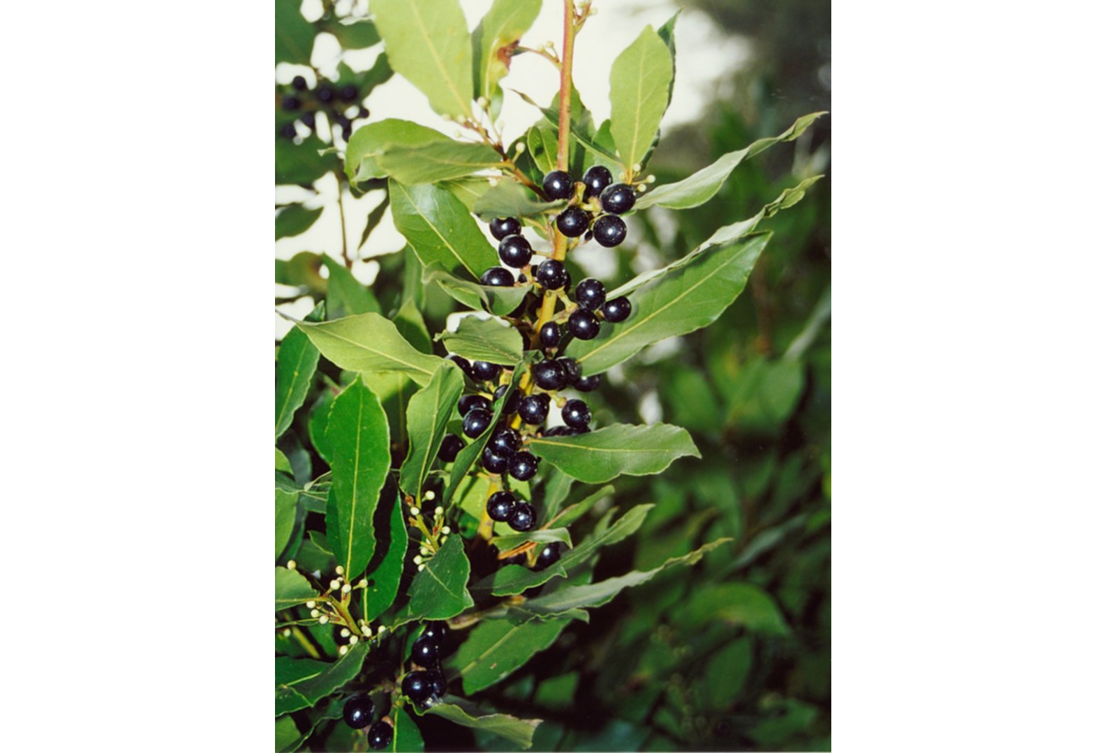 lauramedis - Visuotinė lietuvių enciklopedija