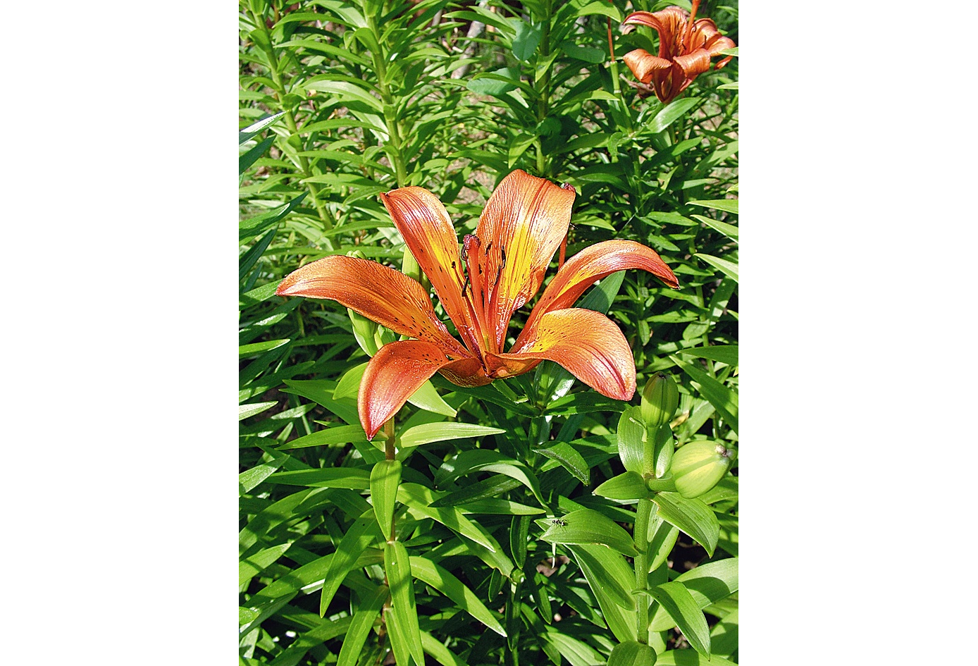 lelija - Visuotinė lietuvių enciklopedija