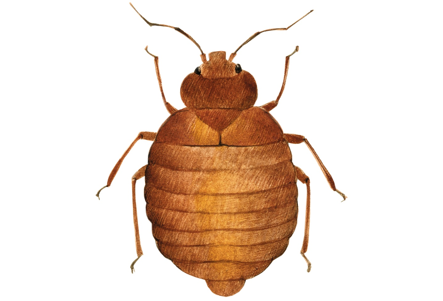 patalinė blakė - Visuotinė lietuvių enciklopedija