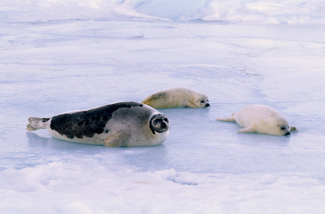 grenlandinis ruonis - Visuotinė lietuvių enciklopedija