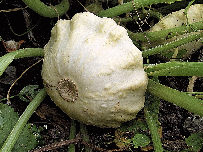 patisonai - Visuotinė lietuvių enciklopedija