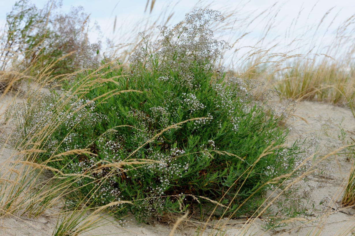 guboja - Visuotinė lietuvių enciklopedija