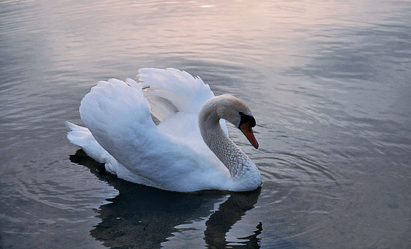 gulbės - Visuotinė lietuvių enciklopedija
