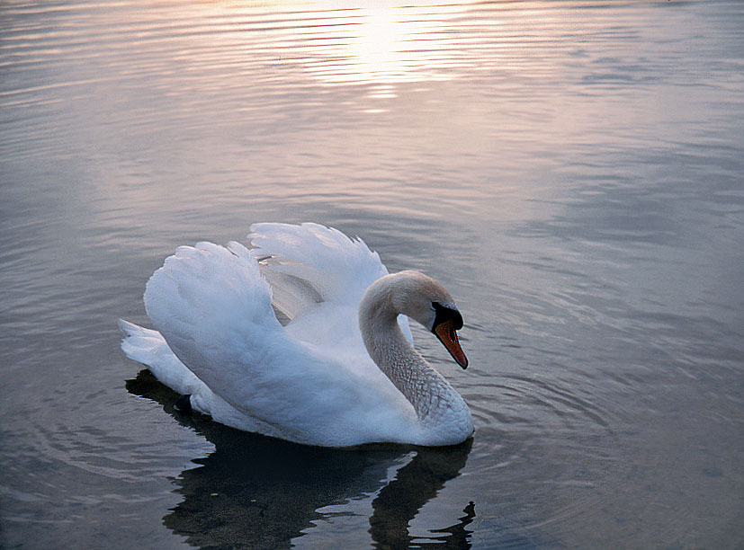 gulbės - Visuotinė lietuvių enciklopedija