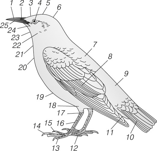 paukščiai - Visuotinė lietuvių enciklopedija