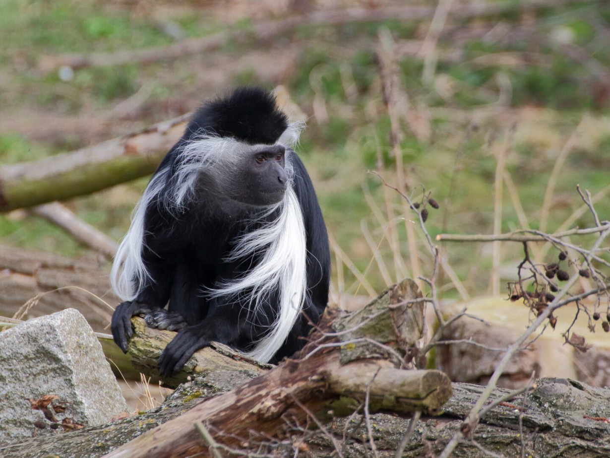 kolobusai - Visuotinė lietuvių enciklopedija