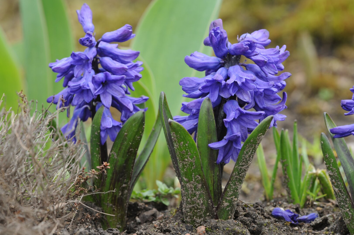 hiacintas - Visuotinė lietuvių enciklopedija