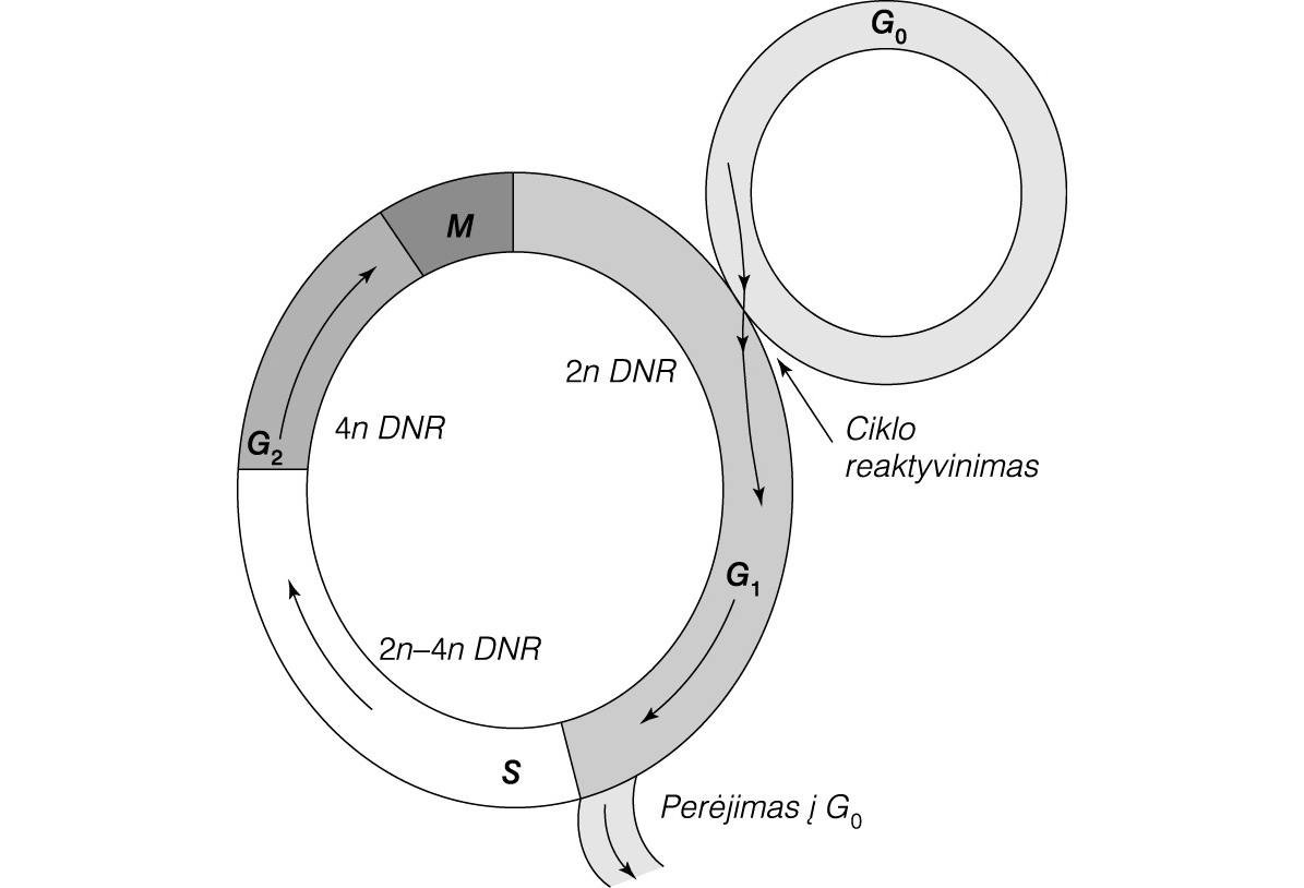 interfazė - Visuotinė lietuvių enciklopedija