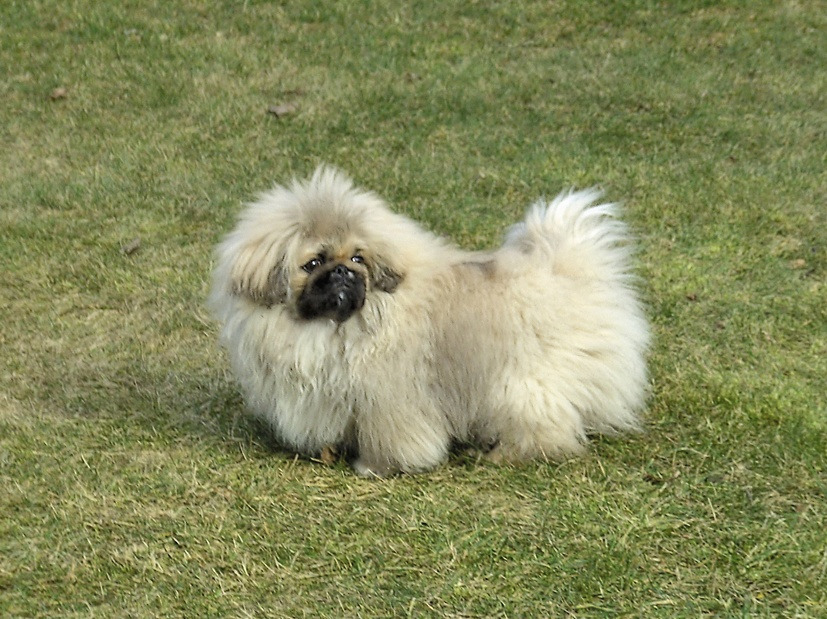 pekinai - Visuotinė lietuvių enciklopedija