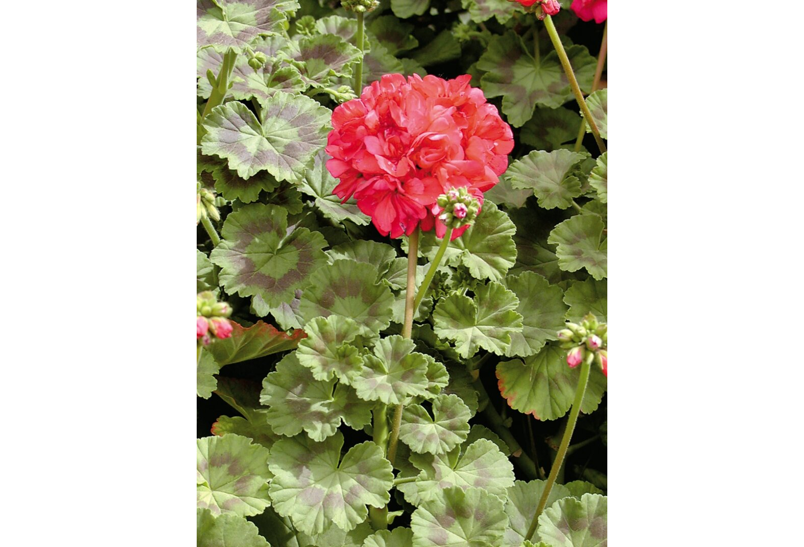 pelargonija - Visuotinė lietuvių enciklopedija