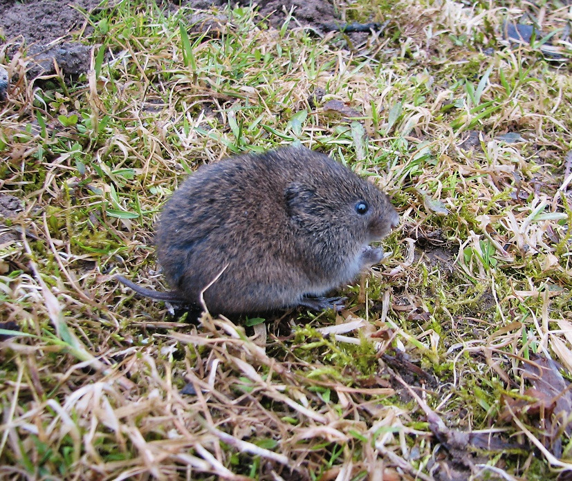 pelėnai - Visuotinė lietuvių enciklopedija