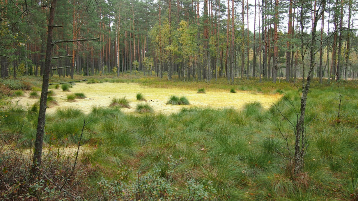 pelkė - Visuotinė lietuvių enciklopedija