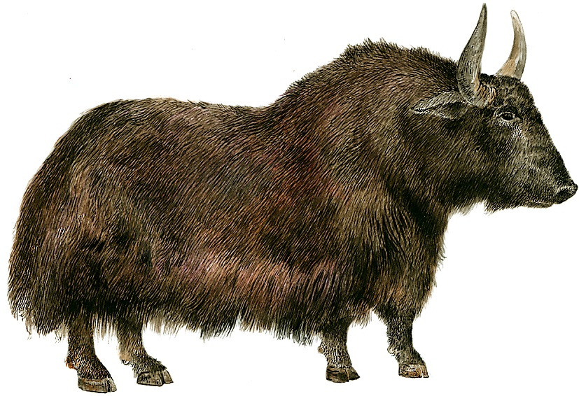 jakas - Visuotinė lietuvių enciklopedija