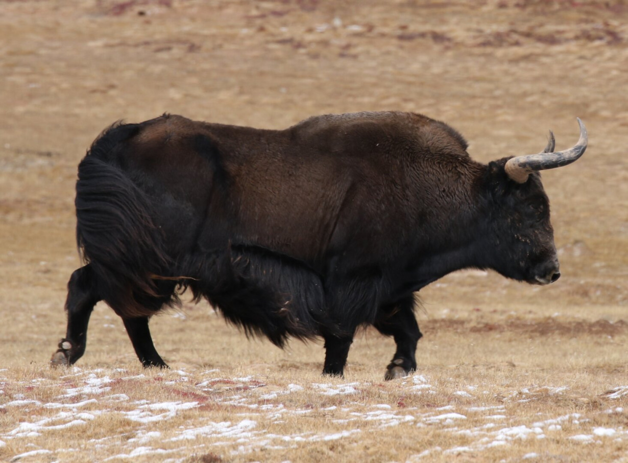 jakas - Visuotinė lietuvių enciklopedija
