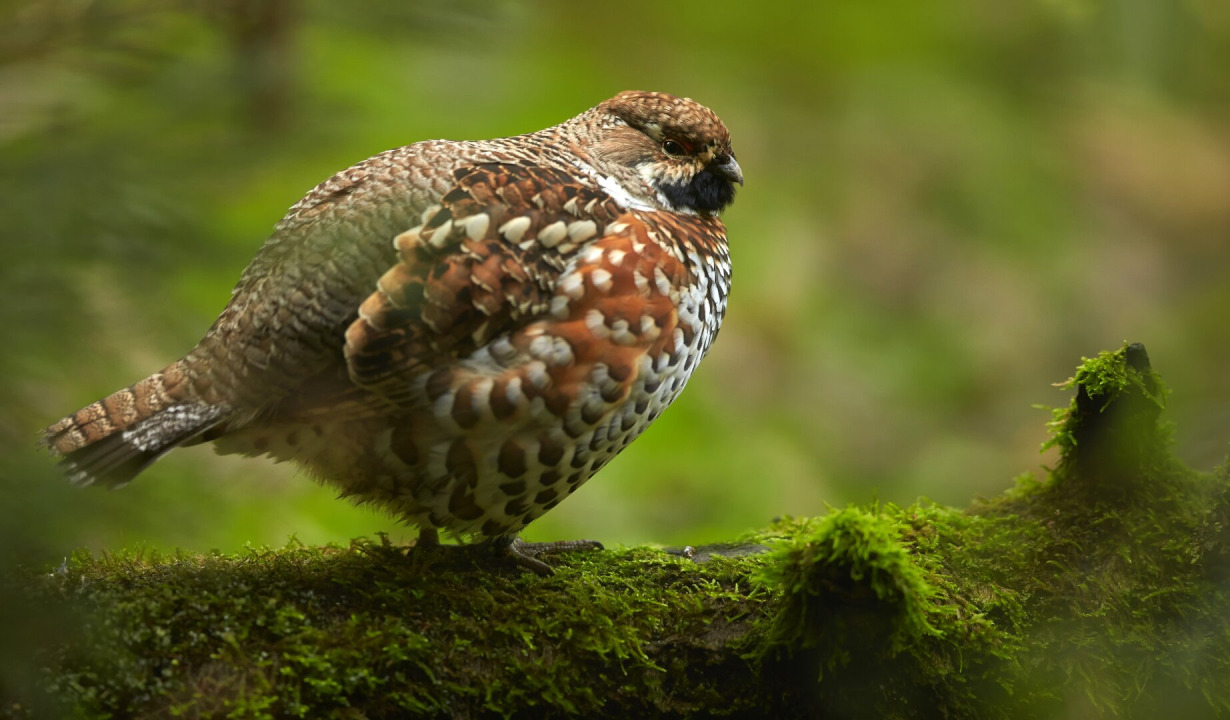 jerubė - Visuotinė lietuvių enciklopedija