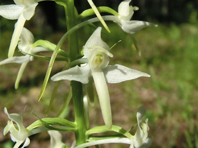 pentinas - Visuotinė lietuvių enciklopedija