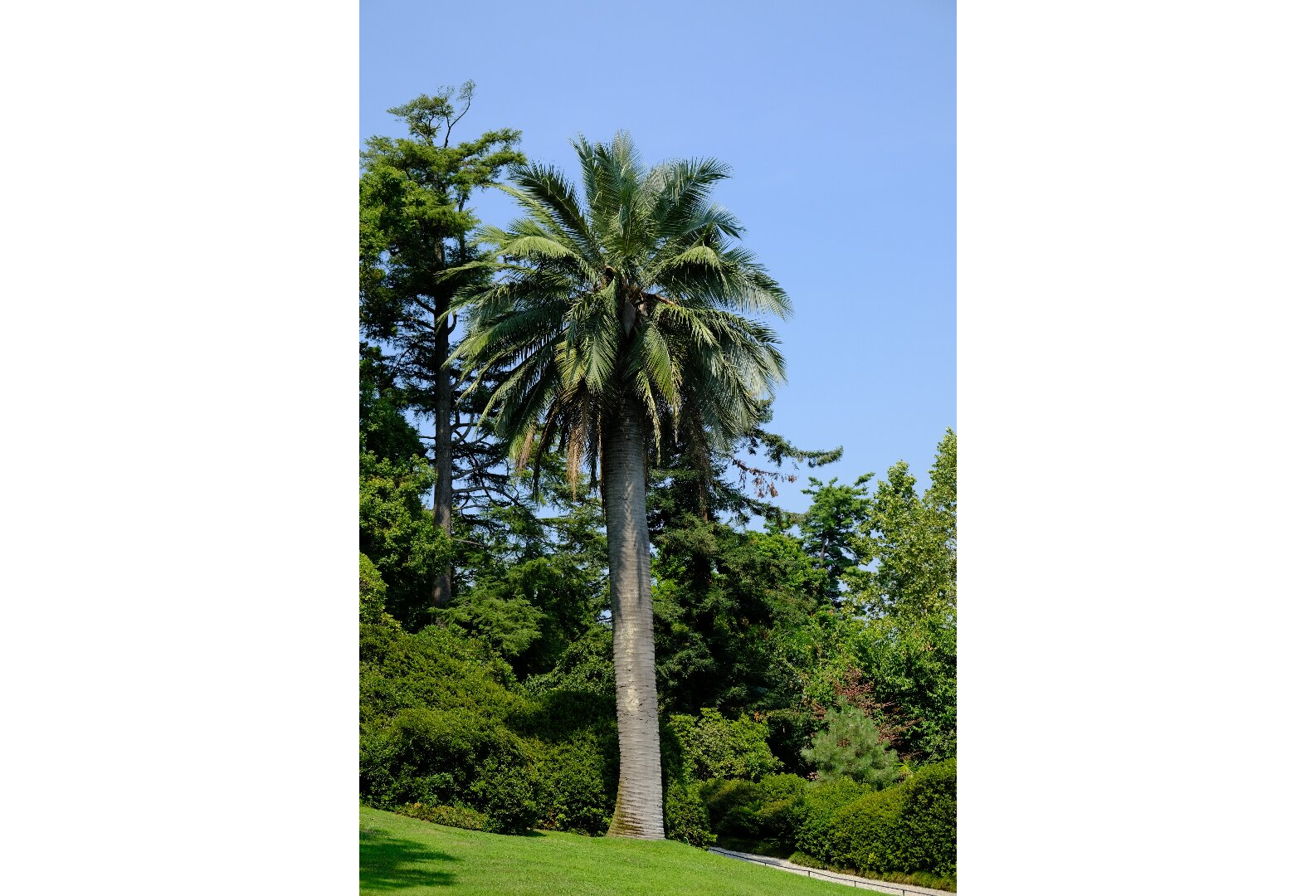 jubėja - Visuotinė lietuvių enciklopedija