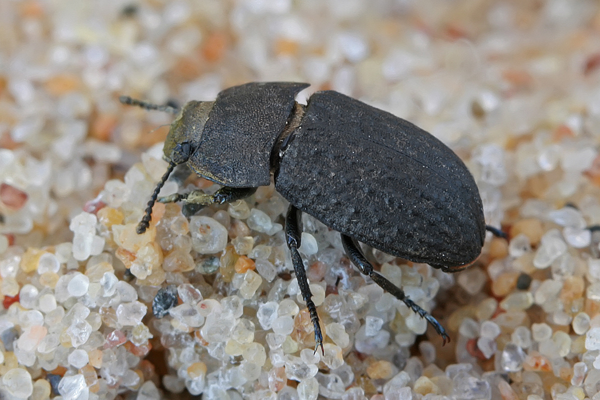 juodvabaliniai - Visuotinė lietuvių enciklopedija