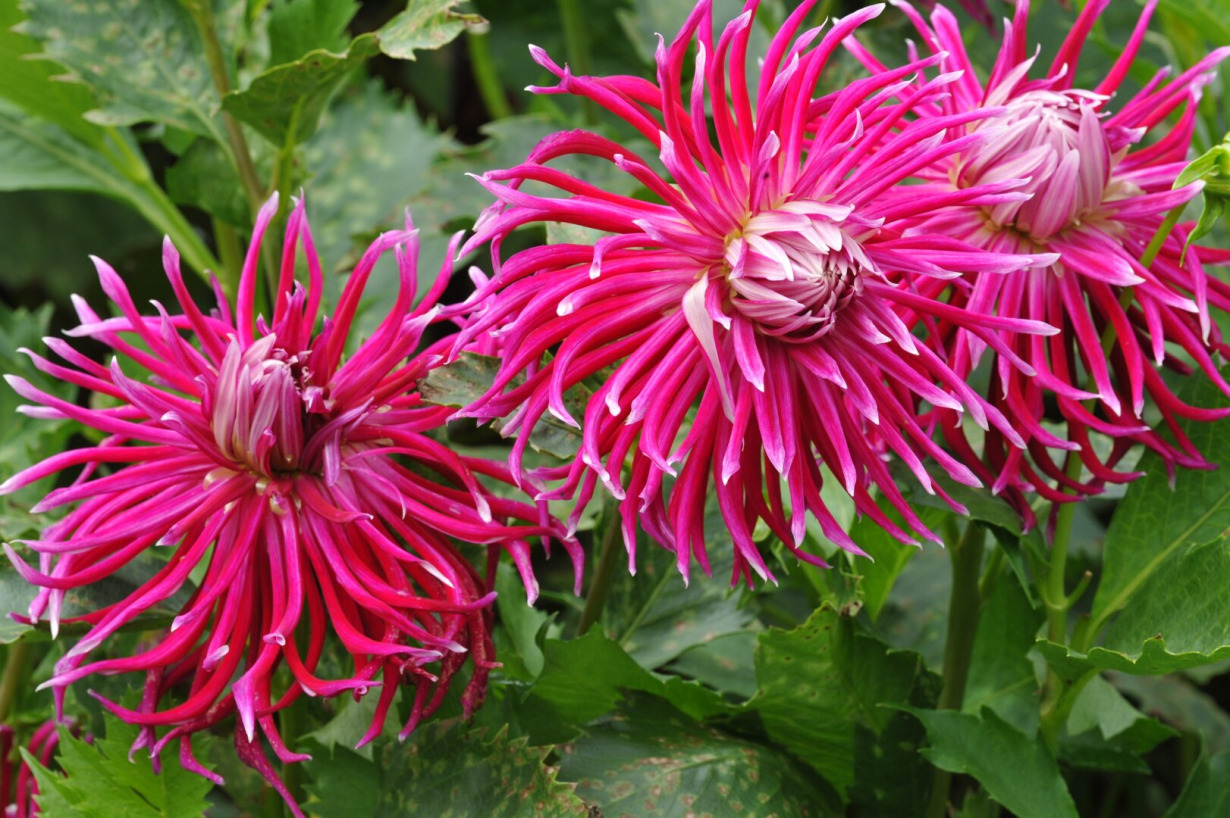 jurginas - Visuotinė lietuvių enciklopedija