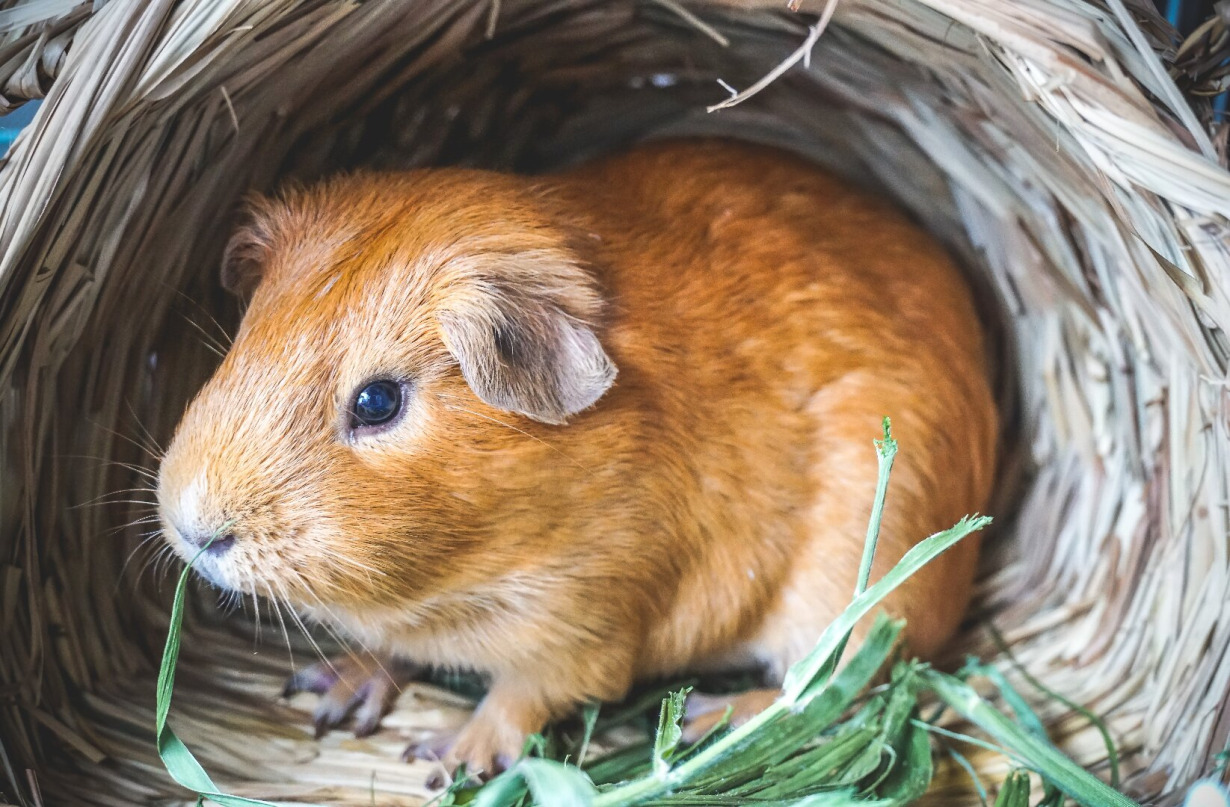 jūrų kiaulytė - Visuotinė lietuvių enciklopedija