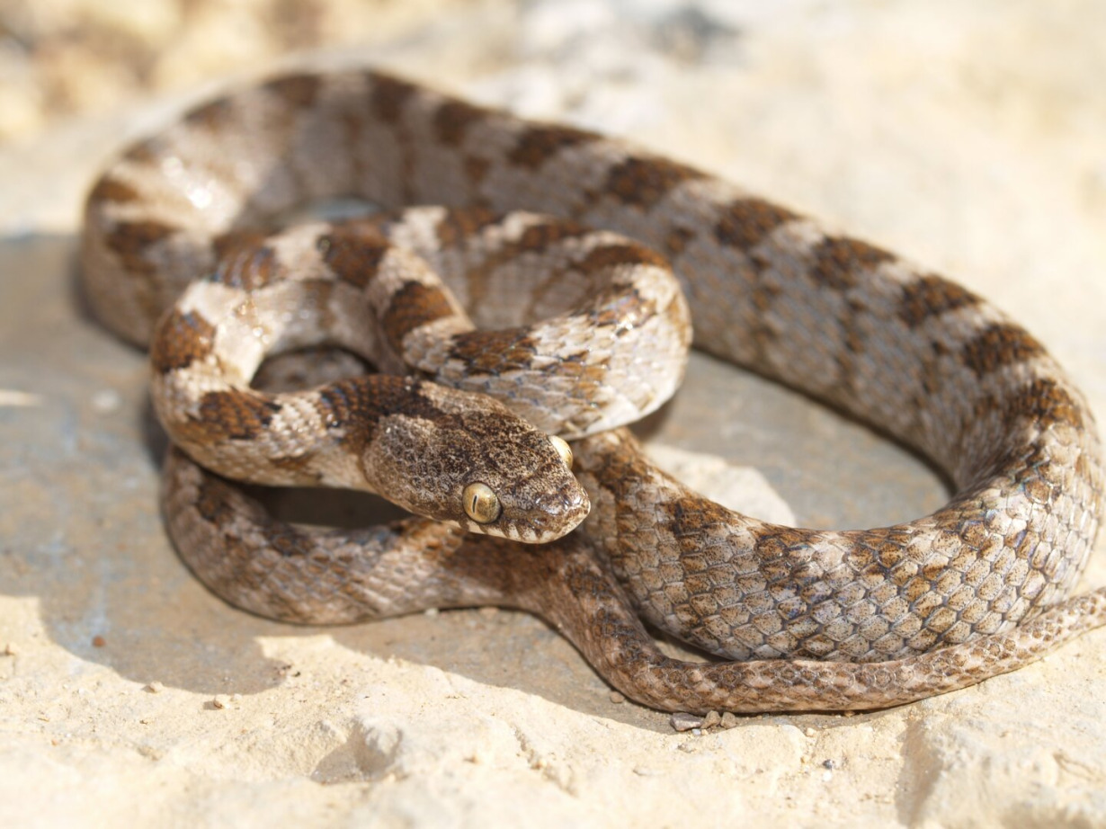 kačiaakės gyvatės - Visuotinė lietuvių enciklopedija