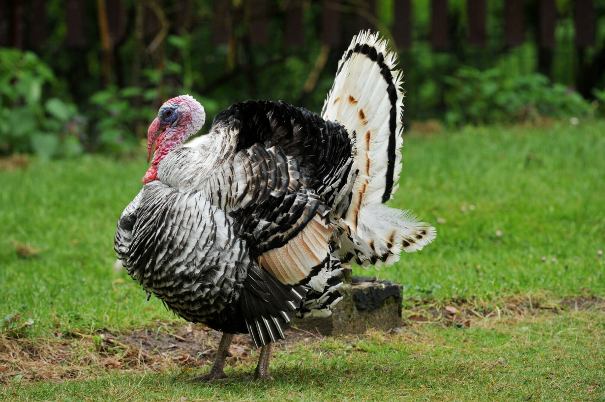 kalakutai - Visuotinė lietuvių enciklopedija