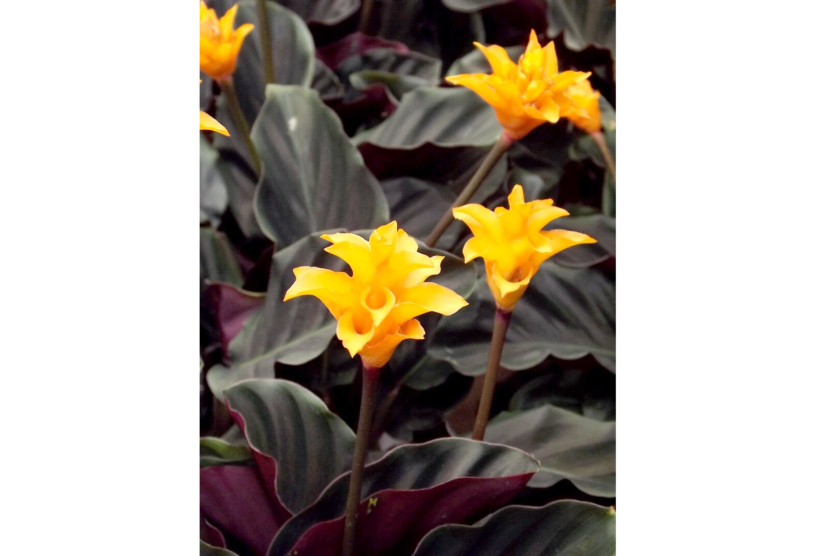 kalatėja - Visuotinė lietuvių enciklopedija