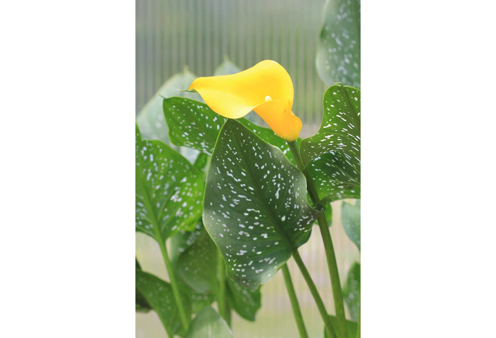 kalija - Visuotinė lietuvių enciklopedija