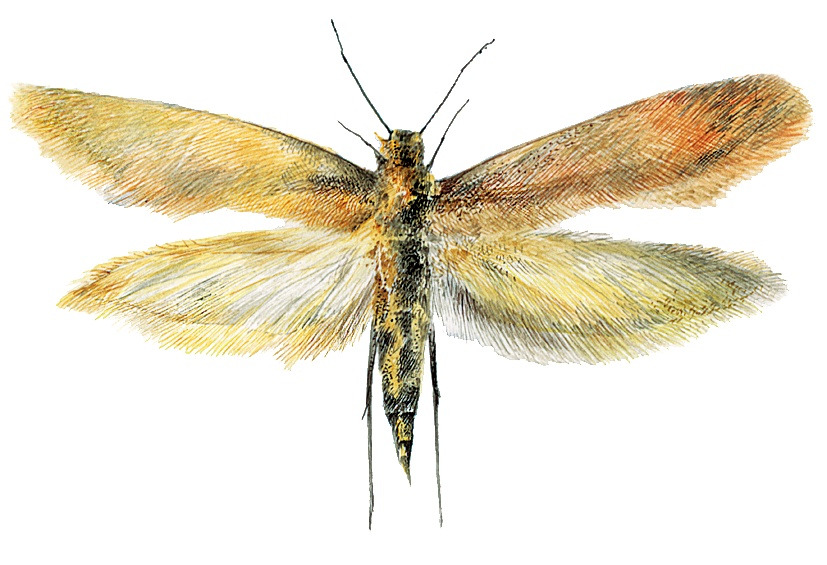 kandys - Visuotinė lietuvių enciklopedija