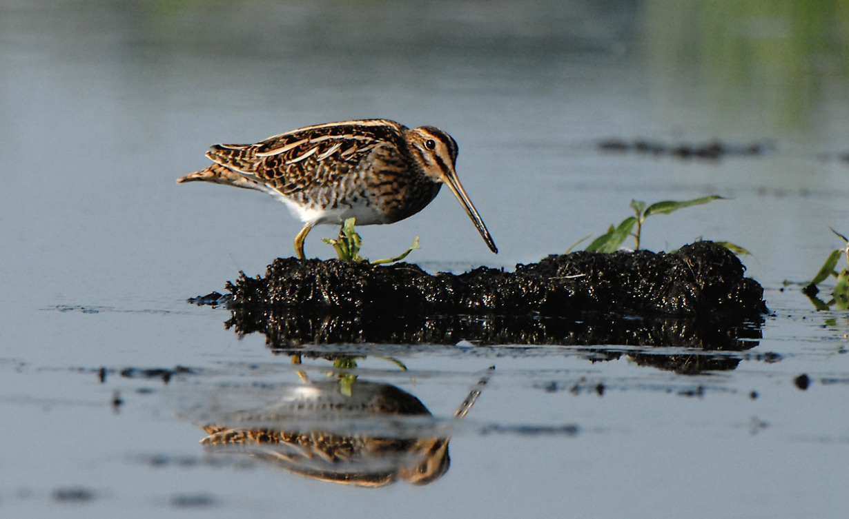 perkūno oželis - Visuotinė lietuvių enciklopedija